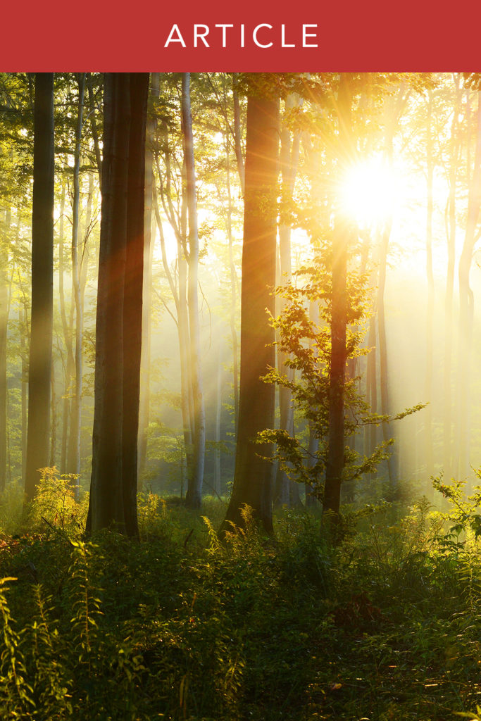 Exchanging Air with Trees - The Wisdom Experience